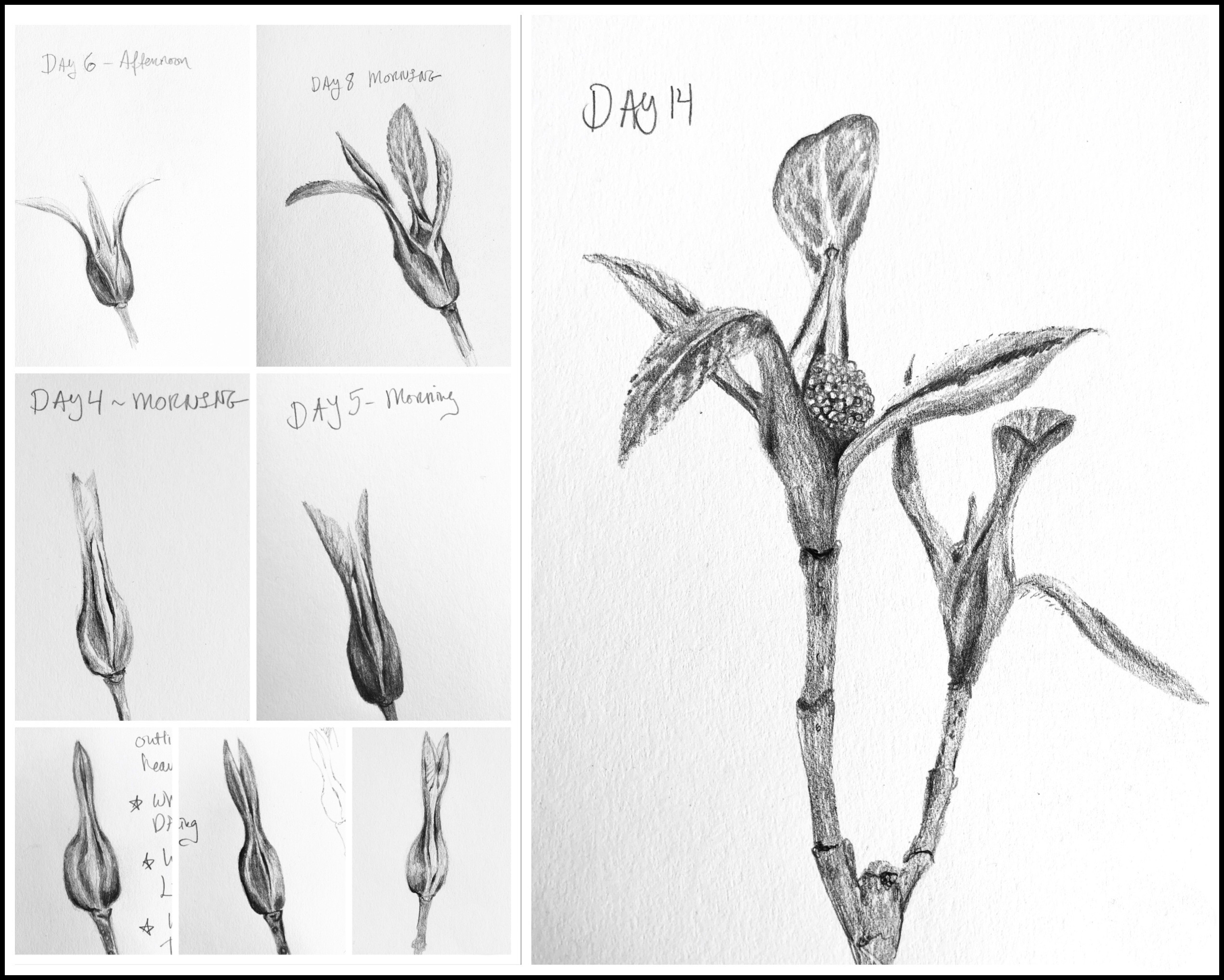 Lesson 1 – Tree Bud Study – Sara Parrilli